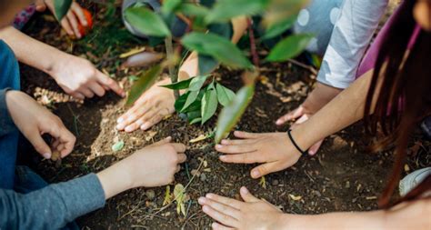 ¿cuál Es La Importancia Del Cuidado De La Madre Tierra We School