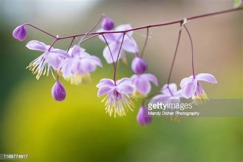 Mandy Gardner Photos And Premium High Res Pictures Getty Images