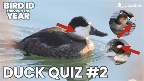 Diving Duck Id Quiz Waterfowl Identification Pt 8 Youtube