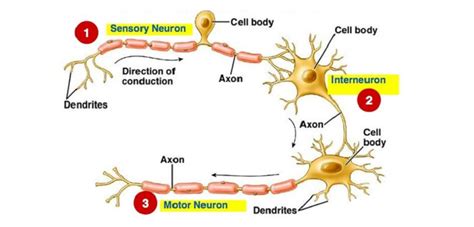 The Role Of Interneurons In Fine Tuning Neural Pathways Very Big Brain
