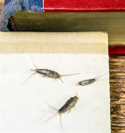 Silverfish Fish Pest Zap