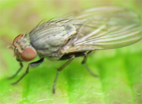 May 30 Fly 1 Minettia Bugguidenet
