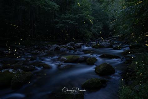 How To Photograph Fireflies And Lightning Bugs