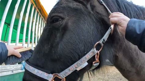 Pansage Tinamour 21 Janvier 2024 Youtube