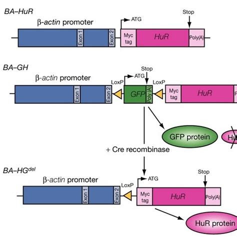 Transgene Structure Schematic Representation Of The β Actinhur