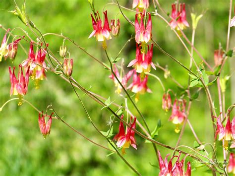 Columbine Eastern Red Columbine Wild Red Columbine Blooms Flickr
