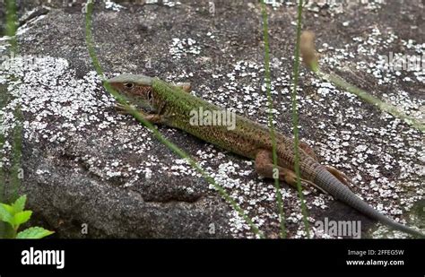 Green Grass Lizard Stock Videos And Footage Hd And 4k Video Clips Alamy