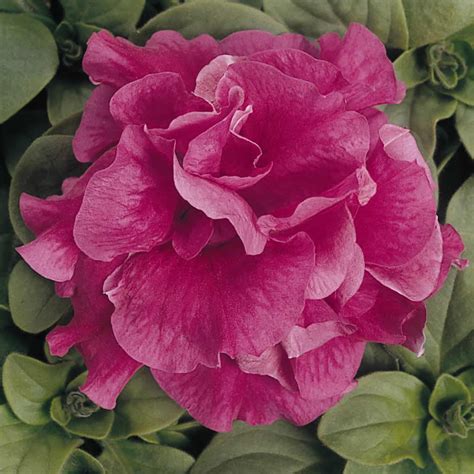 Petunia Double Madness Series Flower Garden Seed 1000 Pelleted