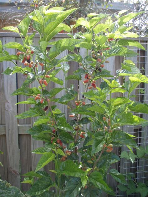 Dwarf Mulberry Tree Black Morus Nigra