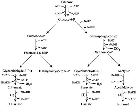 Lactic Acid Fermentation Bacteria