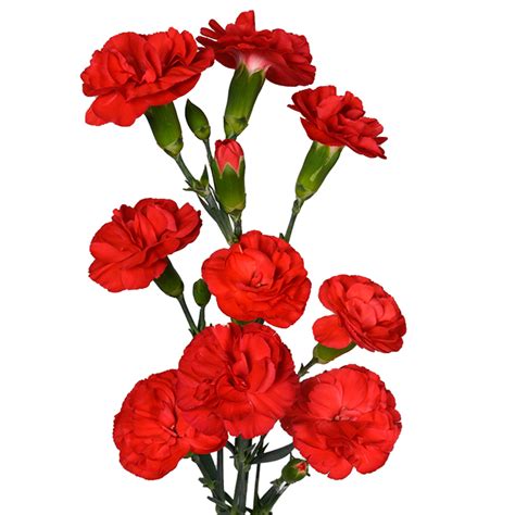 Galit Flores Hacienda