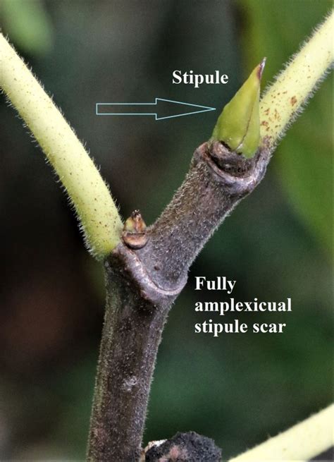 Glossary Ampleixcaul Or Semi Amplexicaul The Figs Of Borneo