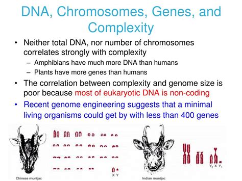 Ppt Chapter 24 Genes And Chromosomes Powerpoint Presentation Free