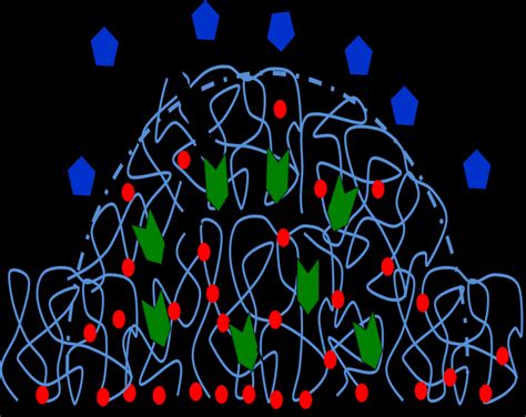 2 The Developed Model Where The Hydrogel Coating On The Microarray
