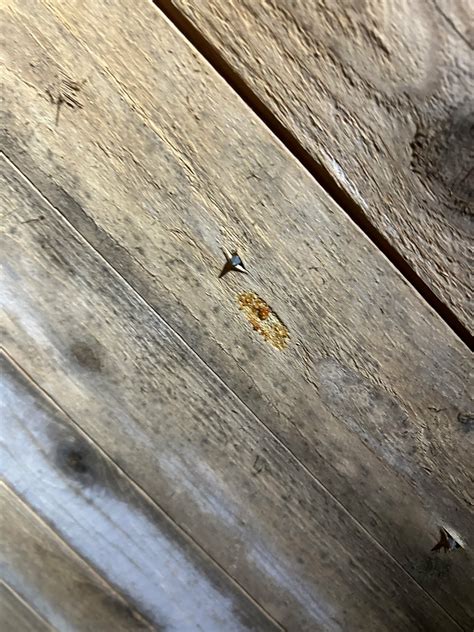 Kallvind Orange Kåda