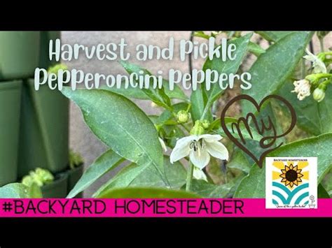 Harvesting Techniques For Pepperoncini The Kitchen Community