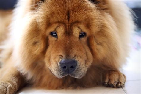 Fluffy Dog Breeds