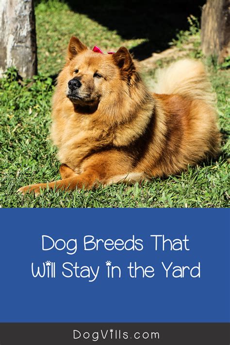 Good Backyard Dog Breed At Hayden Charles Blog