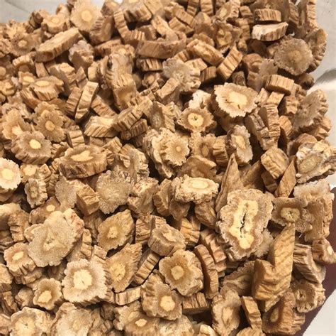 Codonopsis Root Dragon Herbarium