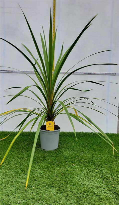 Cordyline Thingwall Nurseries