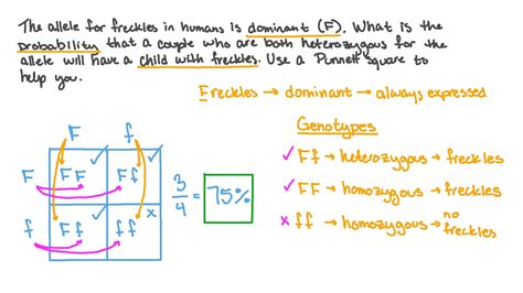 Homozygous And Heterozygous Punnett Square