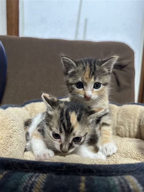 「里親募集」宮城県 猫の里親募集457516 ペットのおうち【里親決定25万頭！】