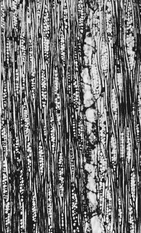 17 Cell Art Ideas Biology Art Drawings Scientific Illustration