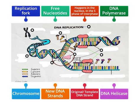 Dna Replication Model Diagrama Con Etiquetas