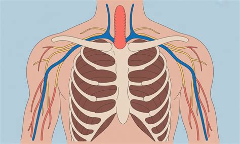 Douleur Intercostale Causes Côté Gauche Ou Droit Et Remèdes De Grand