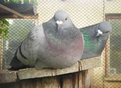 Fattest Pigeon In The World