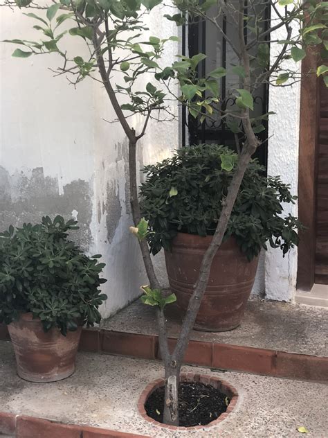 Elegantes árboles En Macetas Para Decorar Tu Hogar
