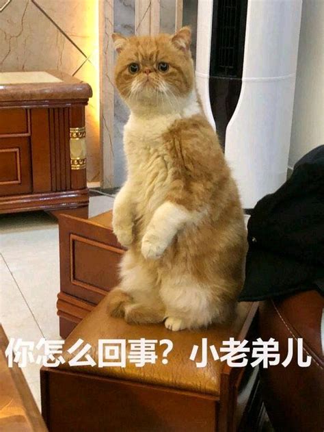 你怎么回事小老弟表情包大全微信