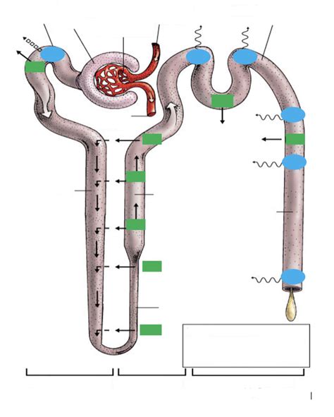Renal Tubule Diagram Quizlet
