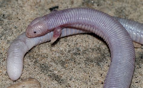 Mexican Mole Lizard Alchetron The Free Social Encyclopedia
