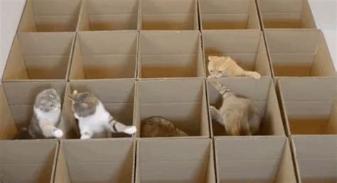 Cats In Boxes S Tenor