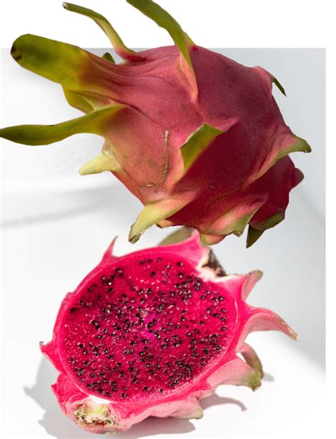 Sugar Dragon Quality Dragon Fruit Cuttings