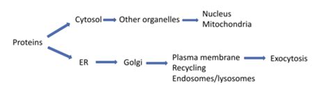 Protein Sorting And Secretion Flashcards Quizlet