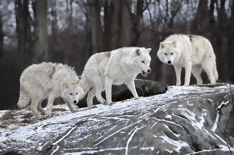 Stunning Arctic Wolf Trio 4k Ultra Hd Wallpaper