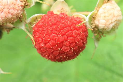 Thimbleberry — Craig Elston