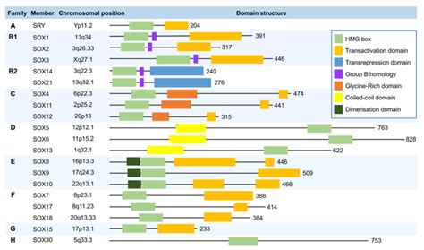 Schematic Diagram Of The Chromosomal Positions And Domain Structures Of