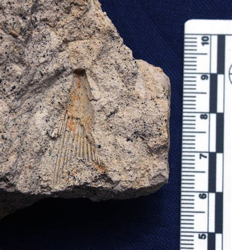 Polyptychodon Tooth Cenomanian Dorset 19may2016 Imprint Flickr