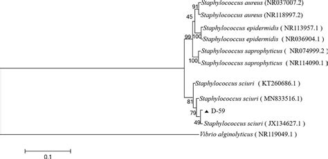 Frontiers Staphylococcus Sciuri Causes Disease And Pathological