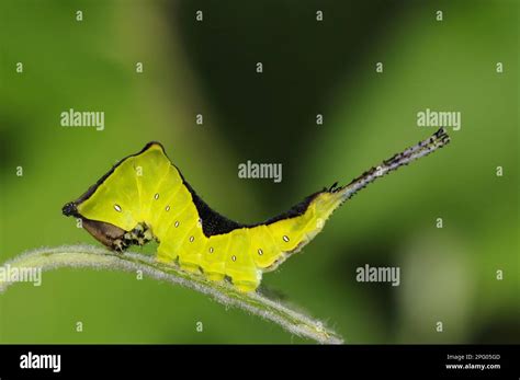 Puss Moth Cerura Vinula Large Fork Tail Large Fork Tails Tooth