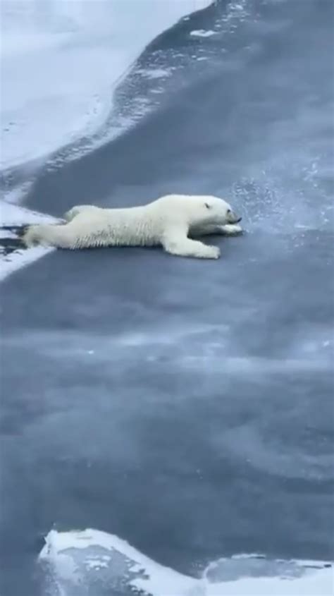 Polar Bears Sploot While Crossing Thin Ice To Avoid Breaking It Rsploot