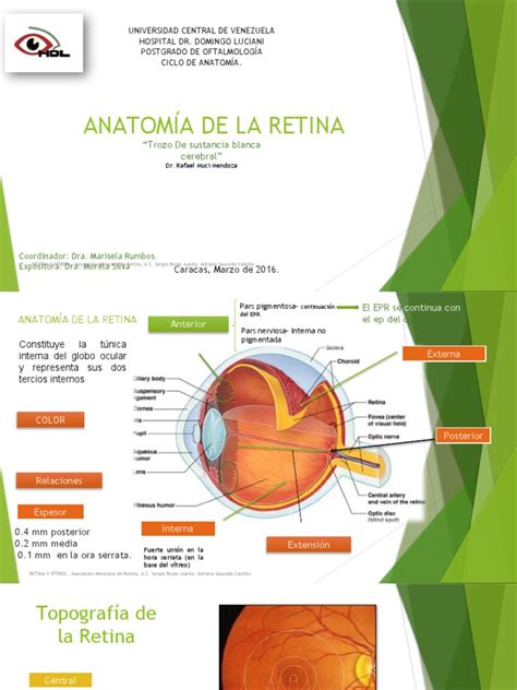 Anatomía De La Retina Y Estructuras Clave Pdf Retina Percepción