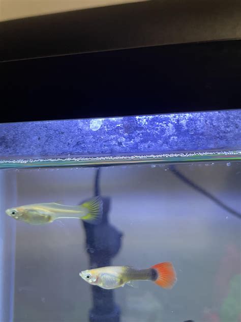 Identifying The Sex Of Guppies Raquariums