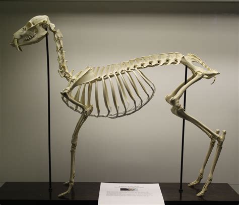 Chinese Water Deer Skeleton Display