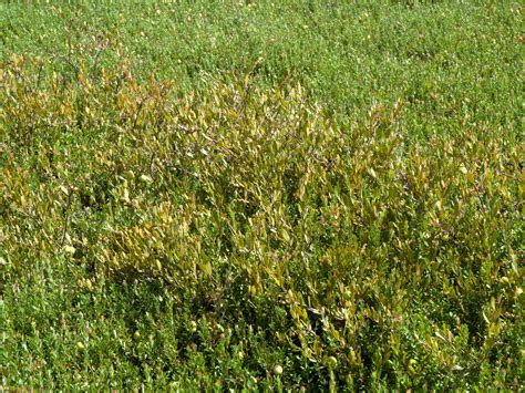 Cassandre Caliculé Iriis