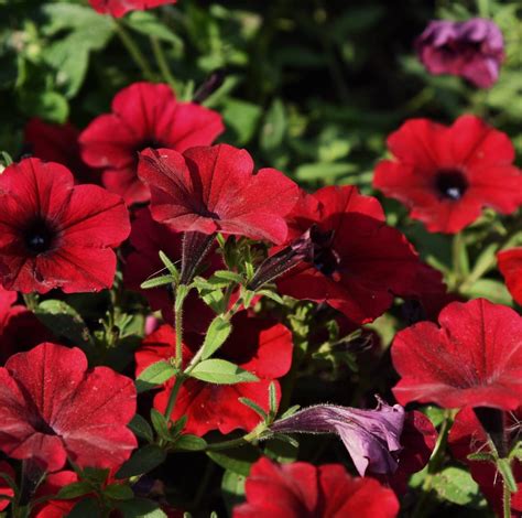 Oh!Garden - Rondellpetunia Tidal Wave Red Velour