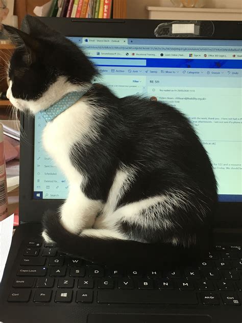 Adorable Cat On Keyboard